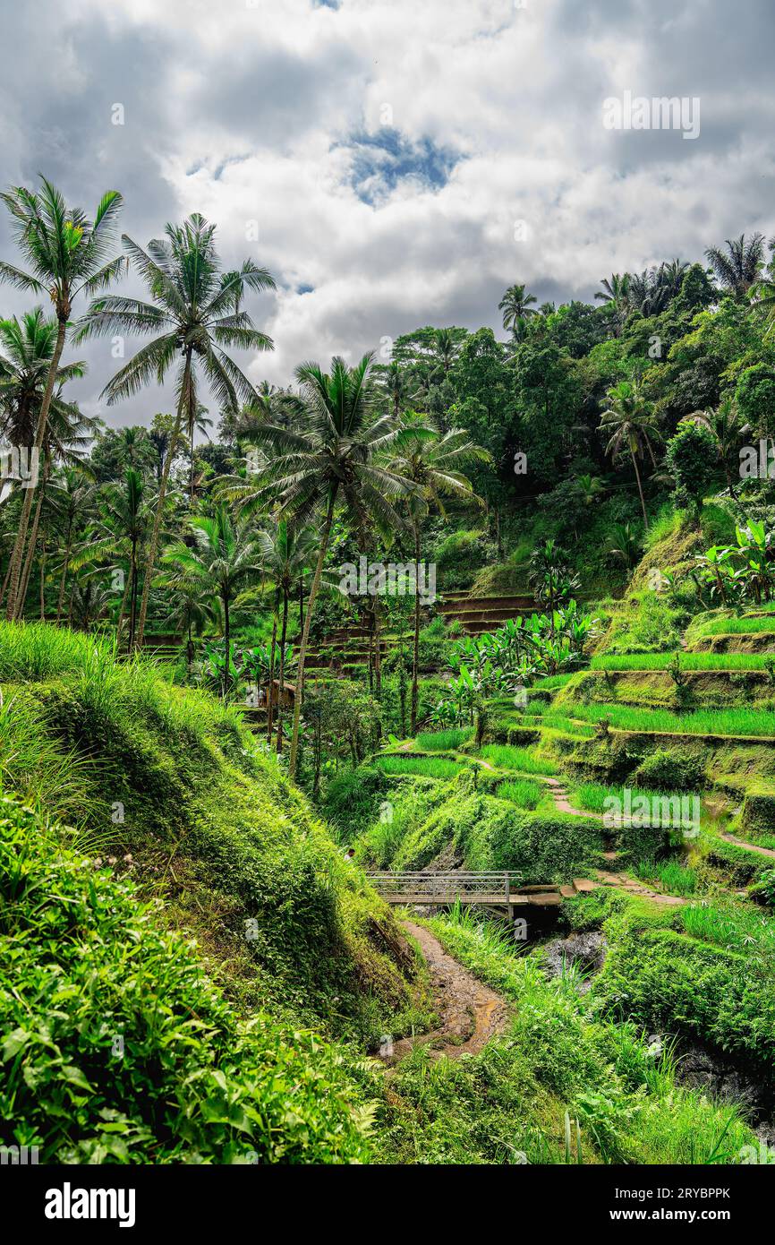 Tegalalang rice terraces beautiful hi-res stock photography and images ...