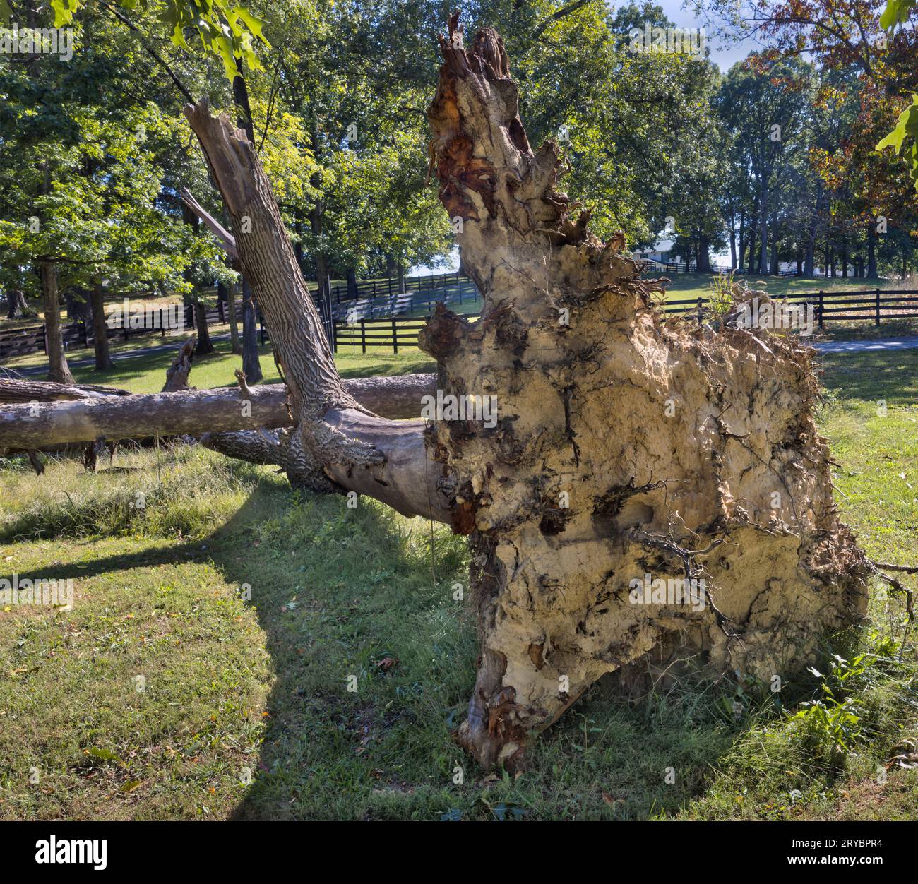 Up rooted tree from storm damage Stock Photo - Alamy