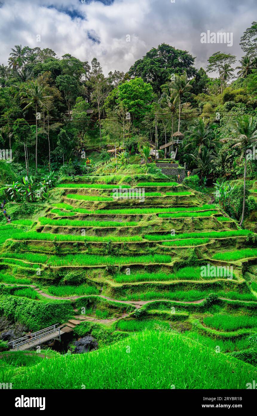Tegalalang Rice Terraces, Bali, Indonesia Stock Photo - Alamy