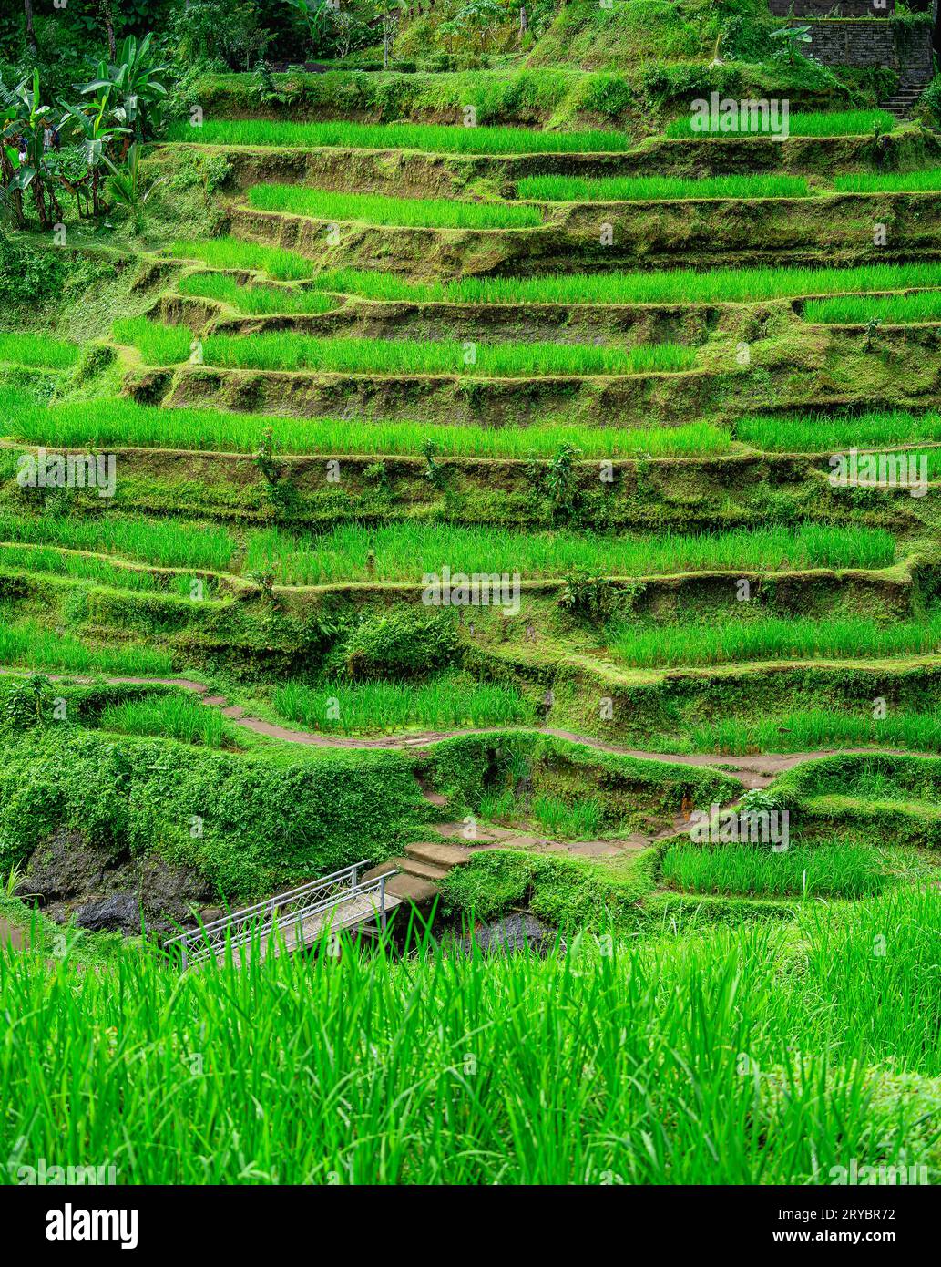 Tegalalang Rice Terraces, Bali, Indonesia Stock Photo - Alamy