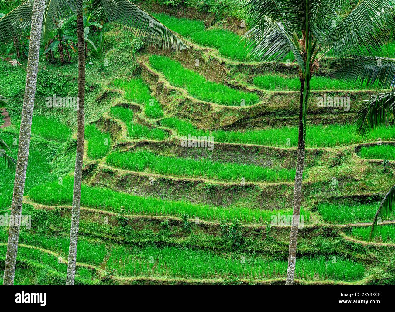 Tegalalang Rice Terraces, Bali, Indonesia Stock Photo - Alamy