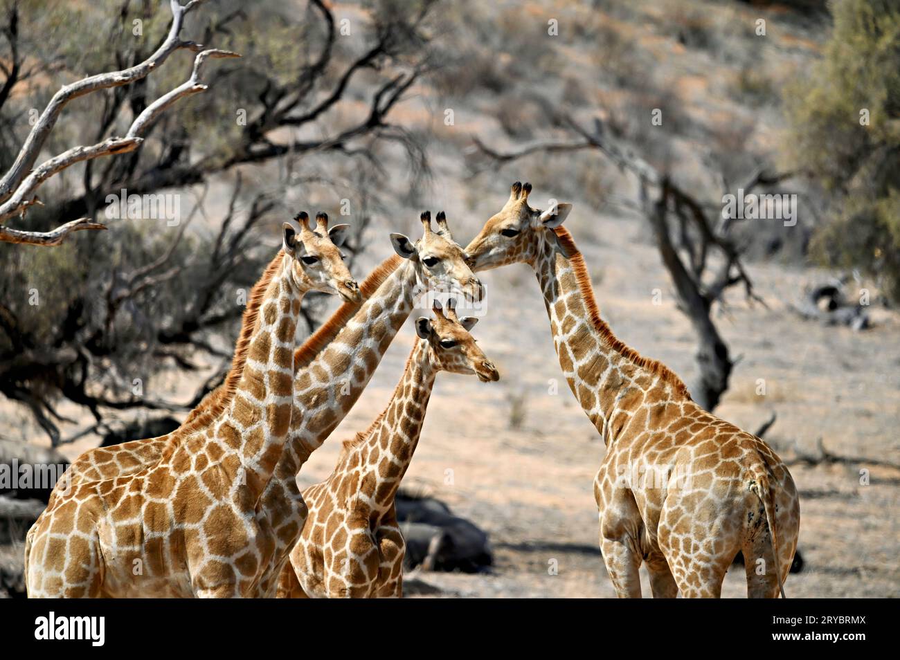 Portrait of a giraffe family Stock Photo - Alamy