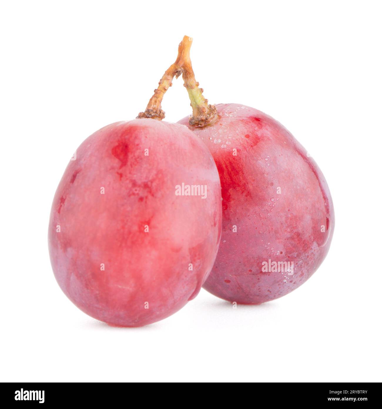 Viticulture grapevine Cut Out Stock Images & Pictures - Alamy