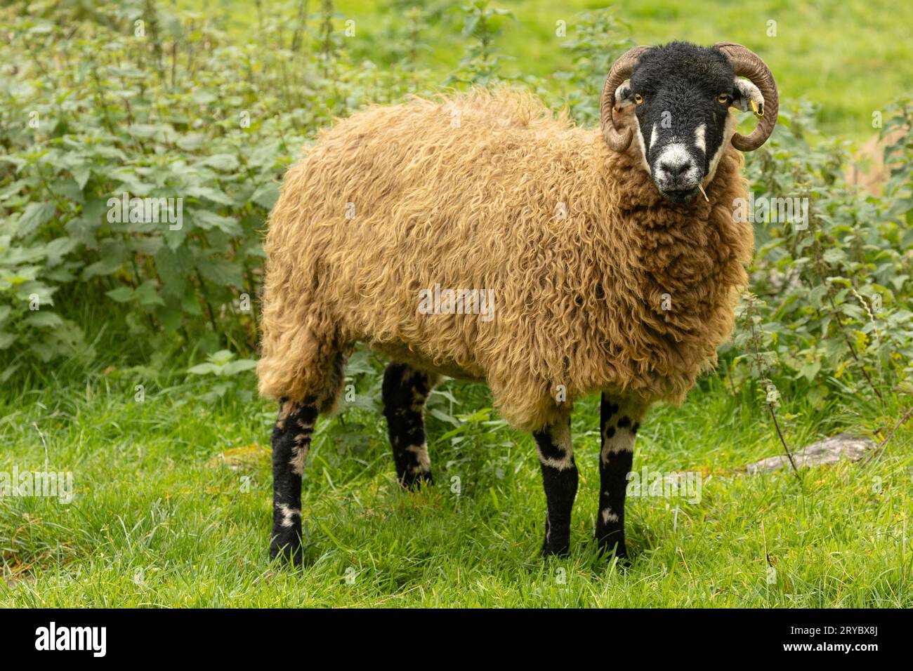 Close up of a fine Dalesbred sheep chewing a blade of grass and facing ...