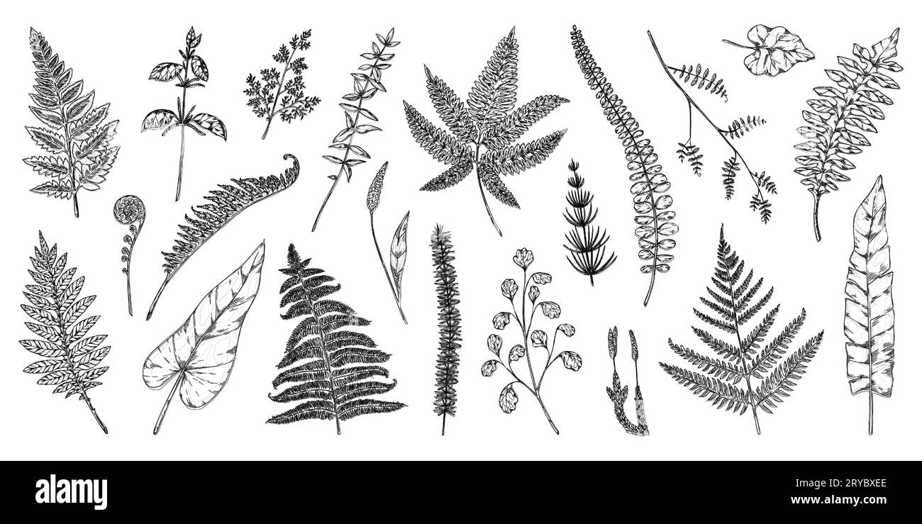 Fern leaves. Forest foliage. Monochrome sketch. Meadow herbs. Summer ...