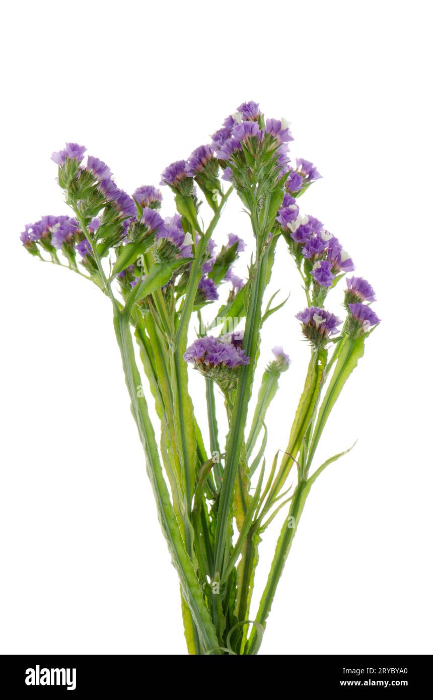 Purple statice flowers hi-res stock photography and images - Alamy