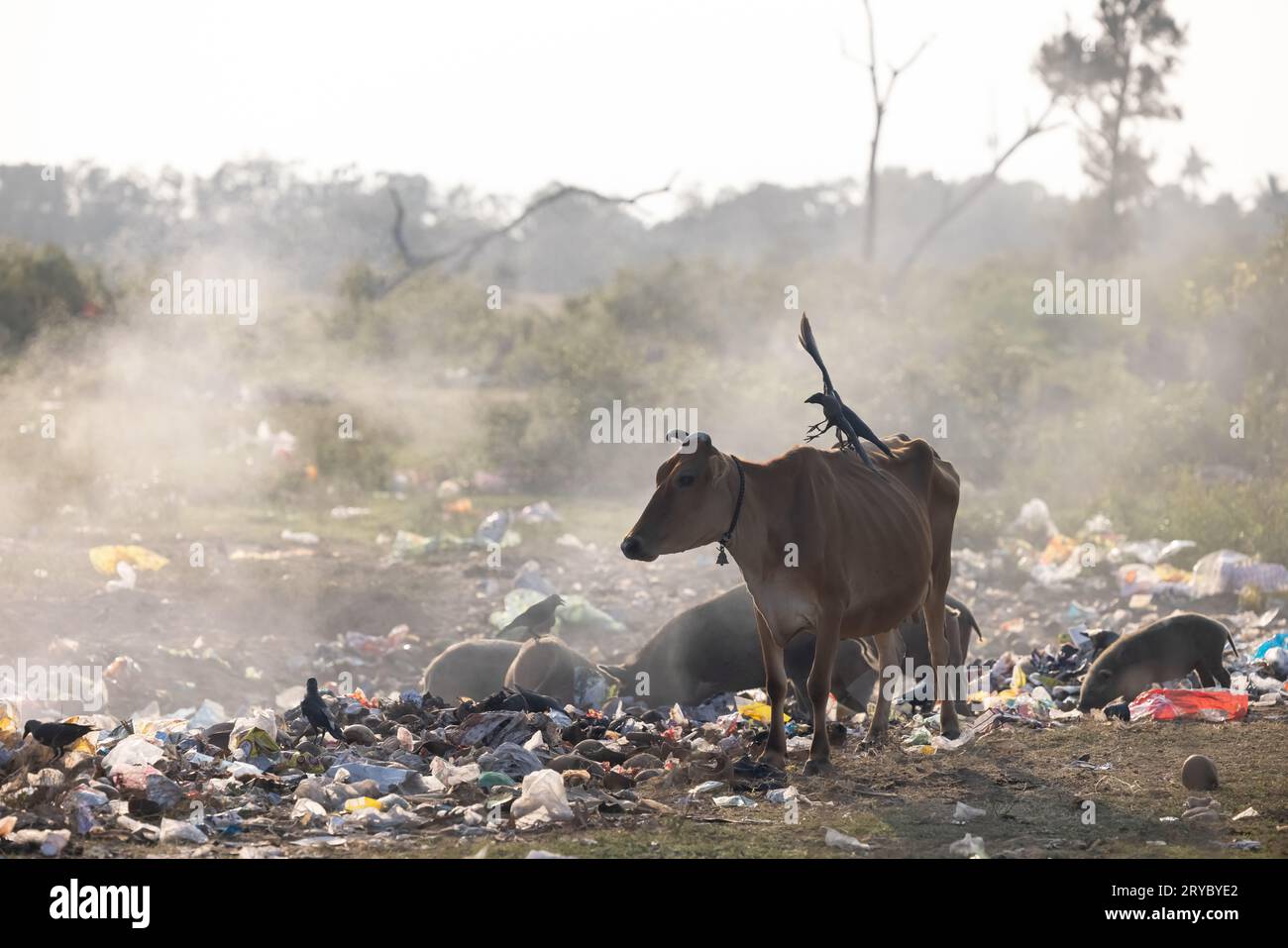 Cattle and pigs grazing among burning plastic at rubbish dump Waste and ...