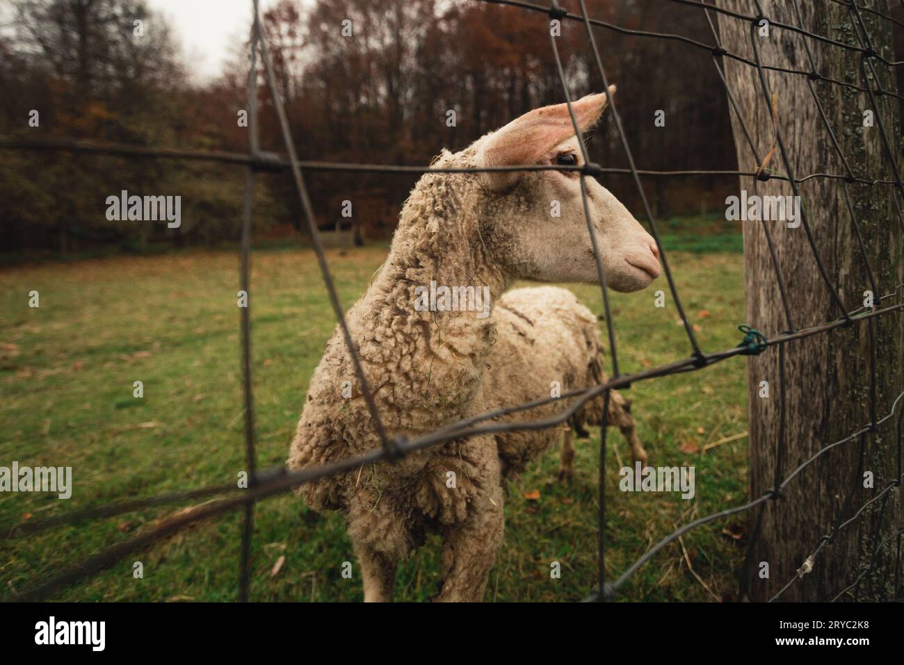 Posing sheep hi-res stock photography and images - Alamy