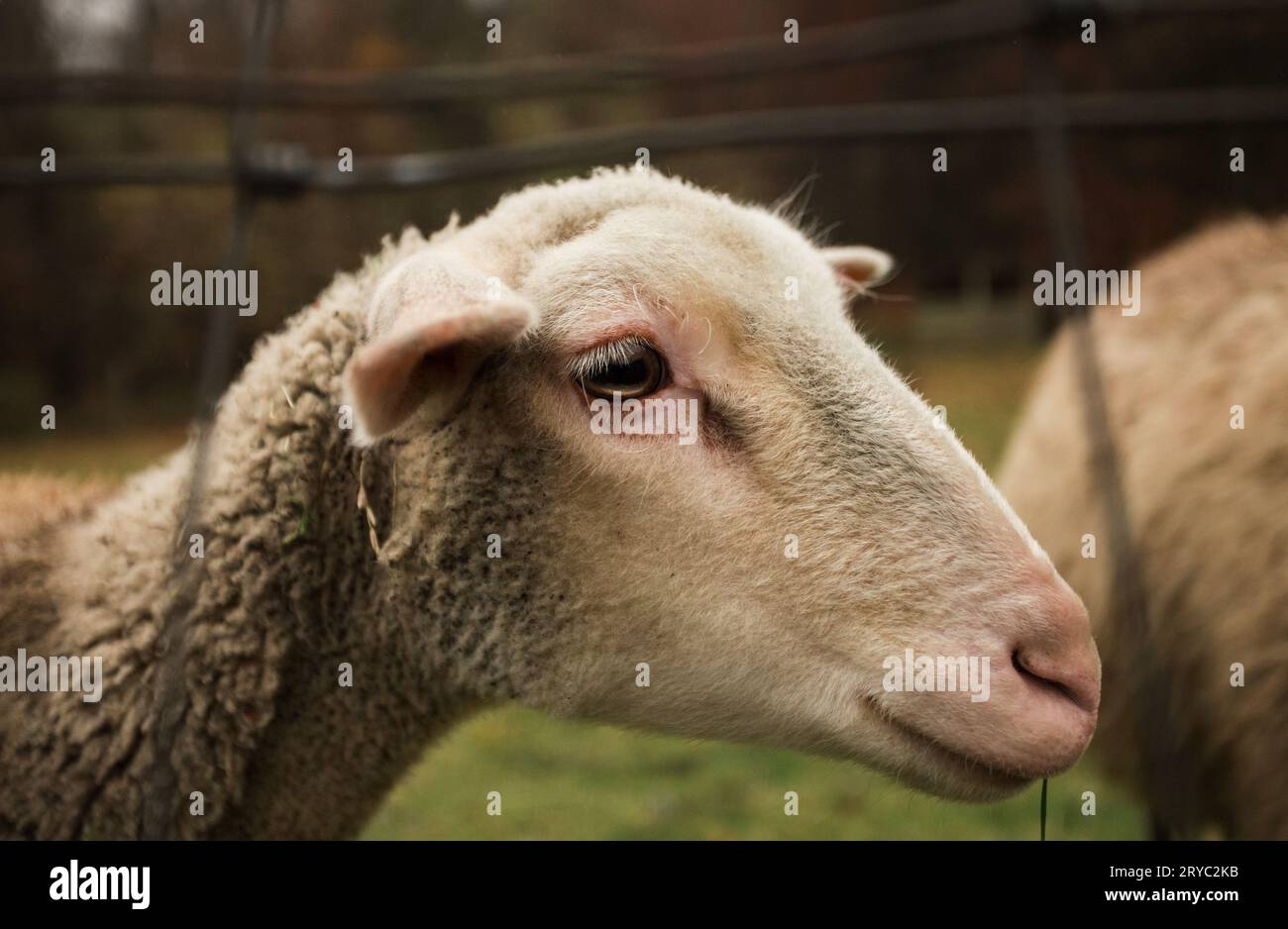 Close up portrait of beautiful and cute white sheep standing on the ...