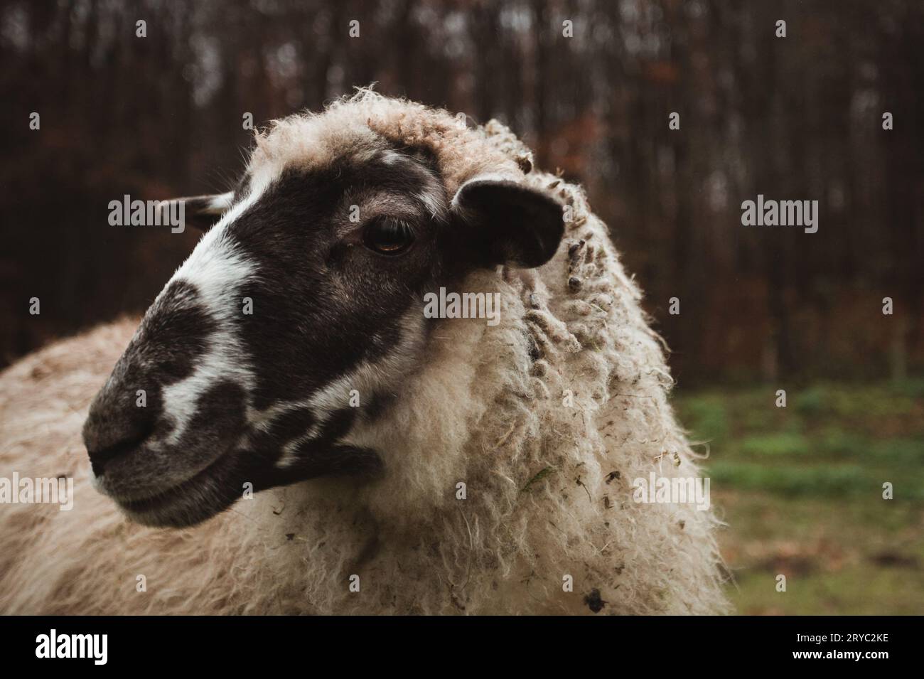 Close up portrait of beautiful and cute white sheep standing on the ...