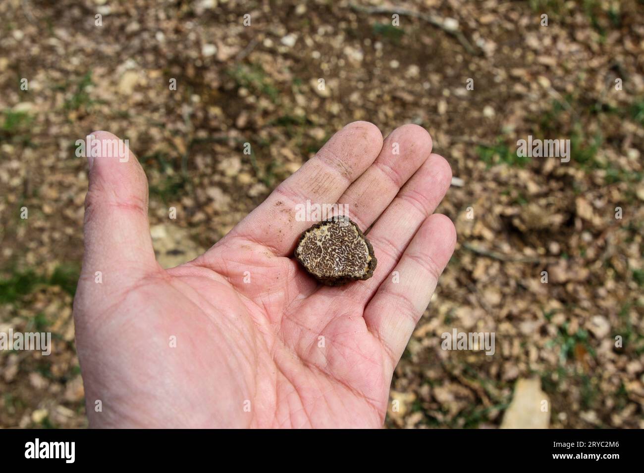 Cutting open wild Italian white truffles during a forest foraging ...