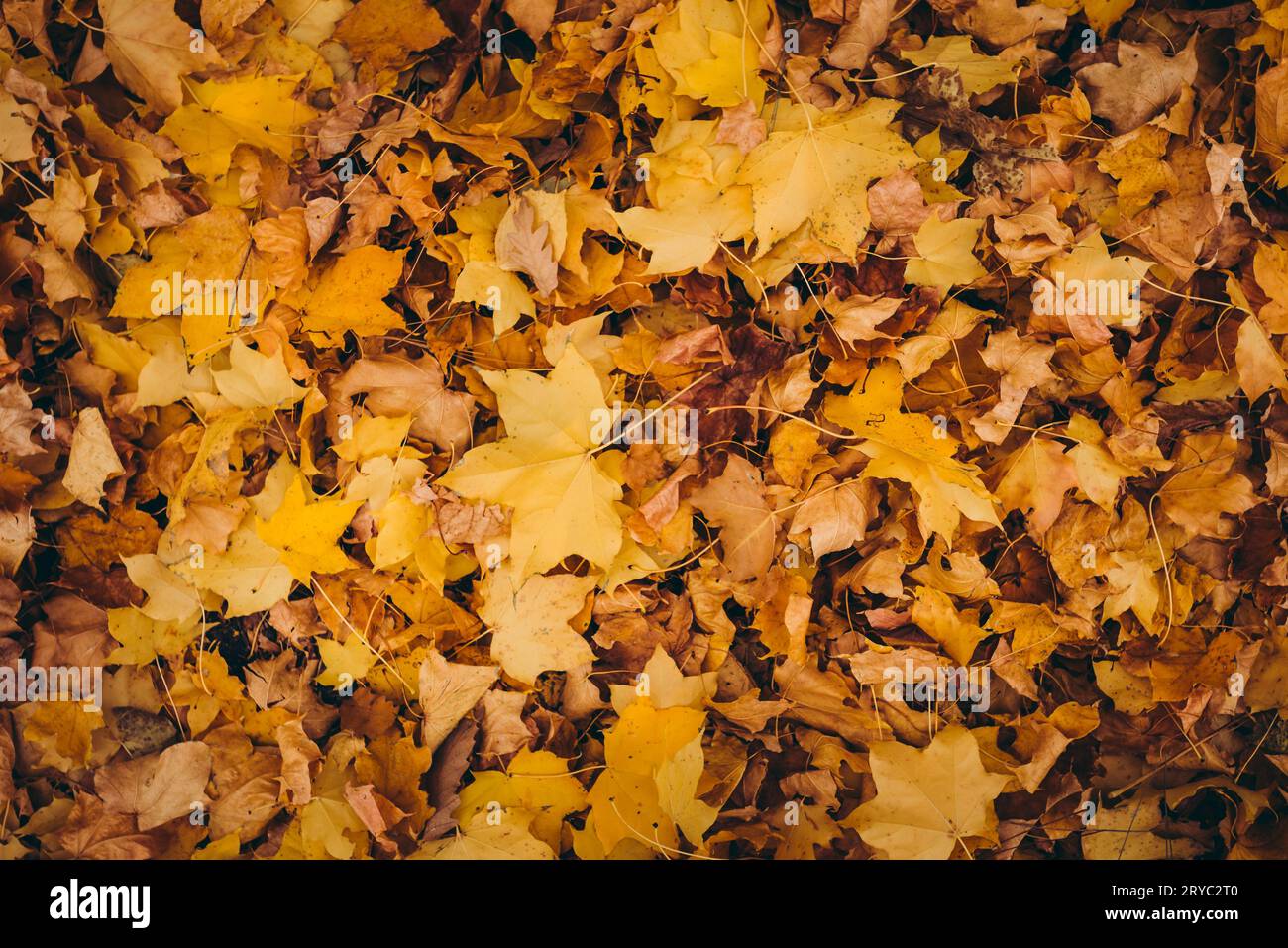 Colorful fallen leafs on the ground. Autumn yellow, orange and red ...