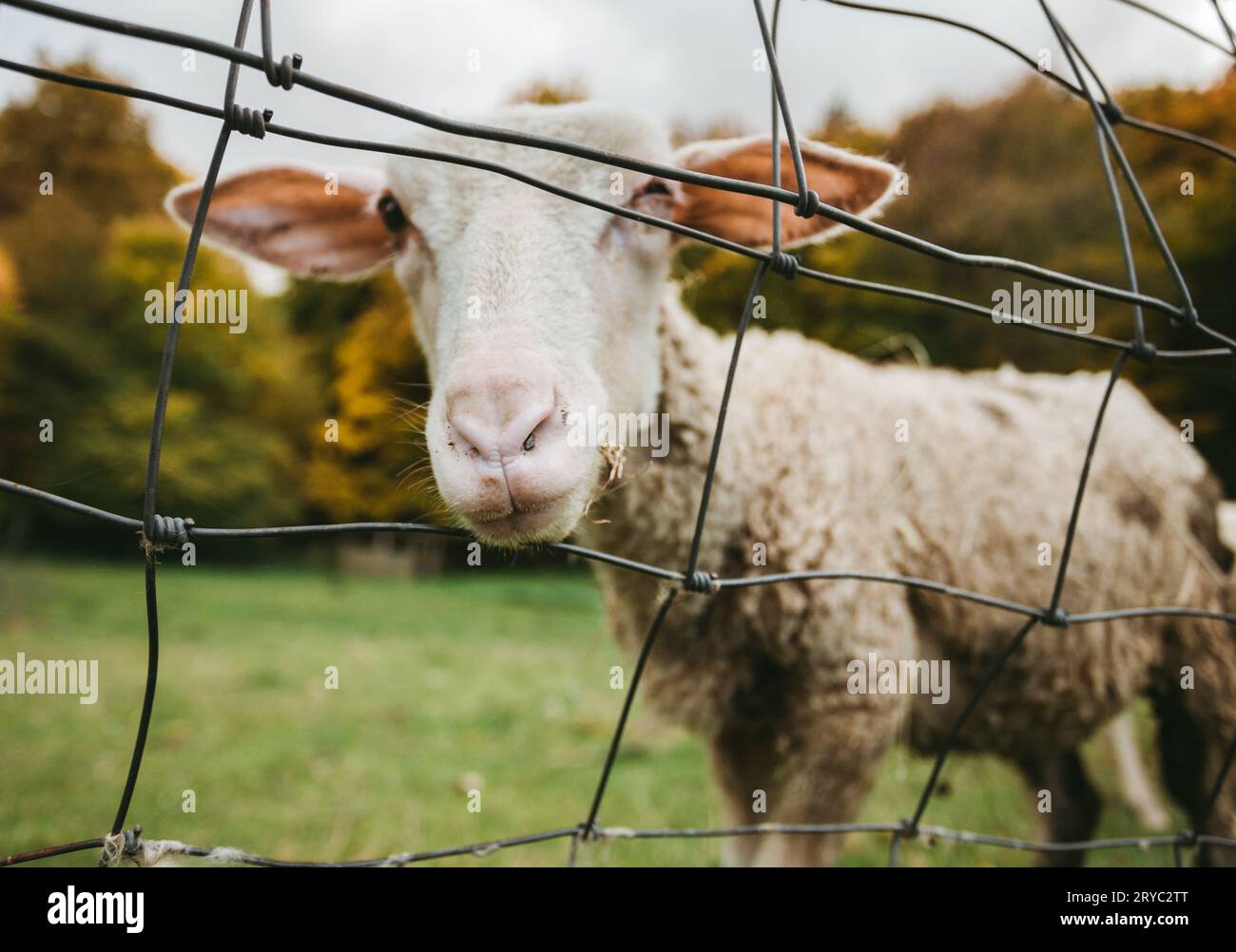 Close up portrait of beautiful and cute white sheep standing on the ...
