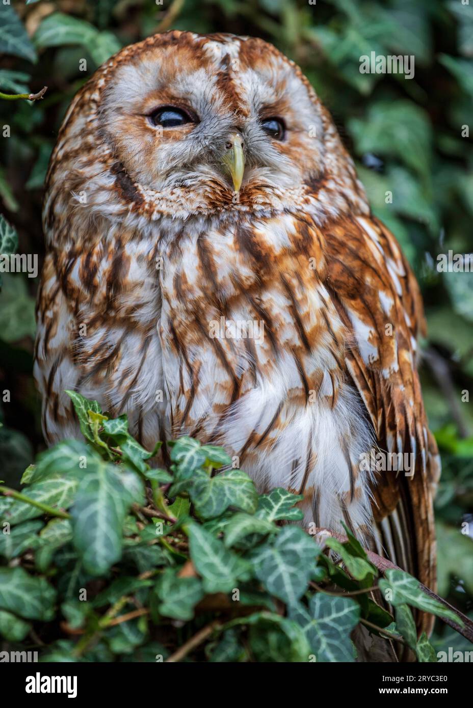 Awl bird hi-res stock photography and images - Alamy
