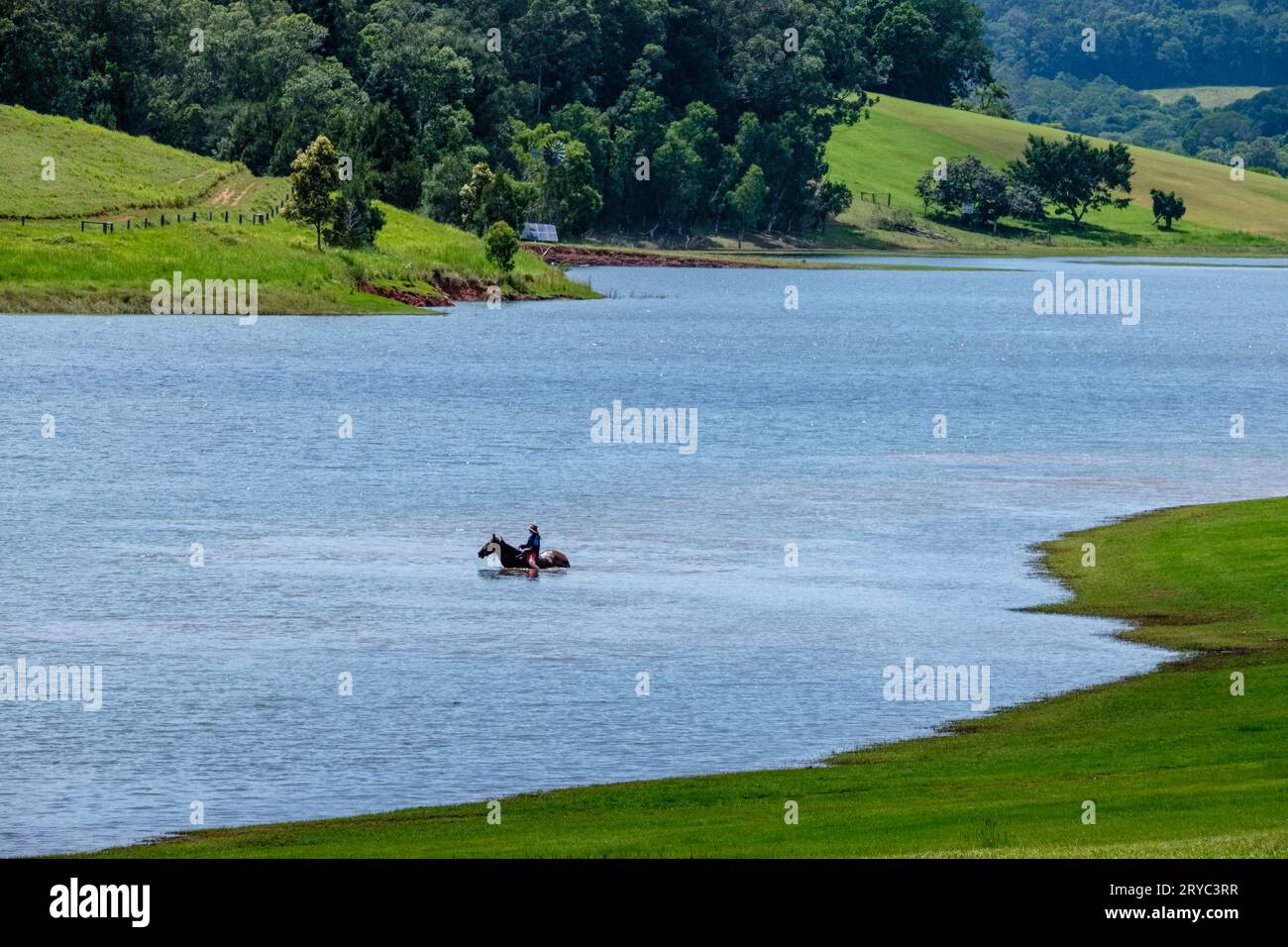 Taking ahorse for a swim in Lake Tinaroo, near Yungaburra, Atherton ...