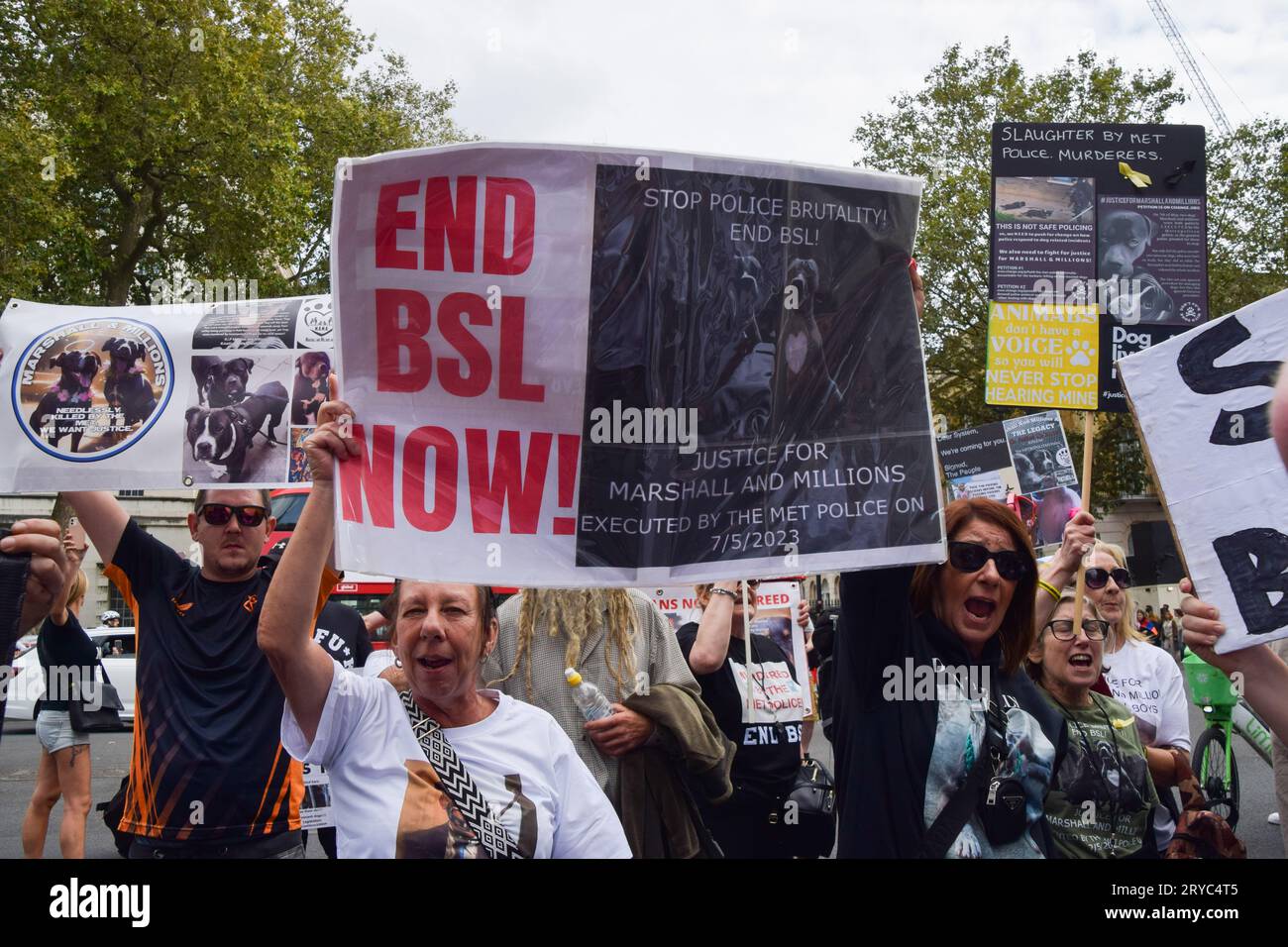 American bully xl hi-res stock photography and images - Alamy