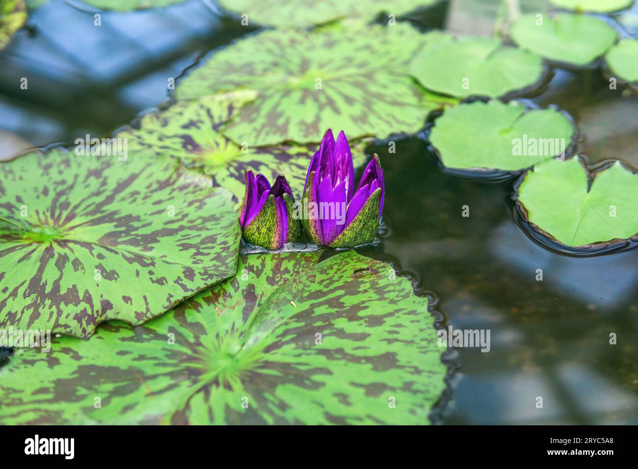 purple buds of a tropical water lily before flowering in a greenhouse ...