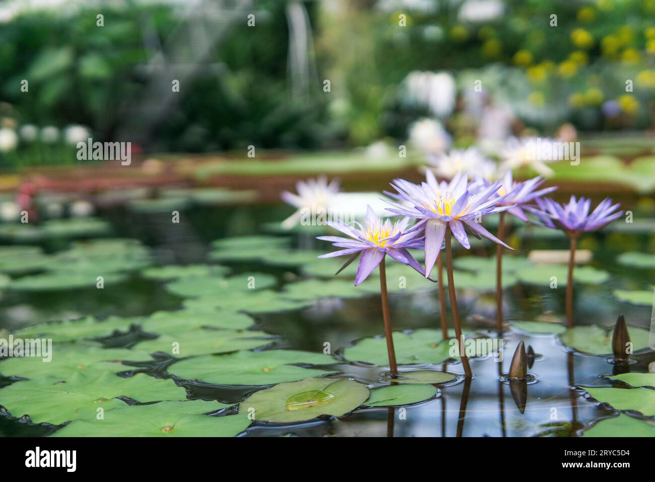 beautiful flowers of blue water lily, also called blue lotus Stock ...