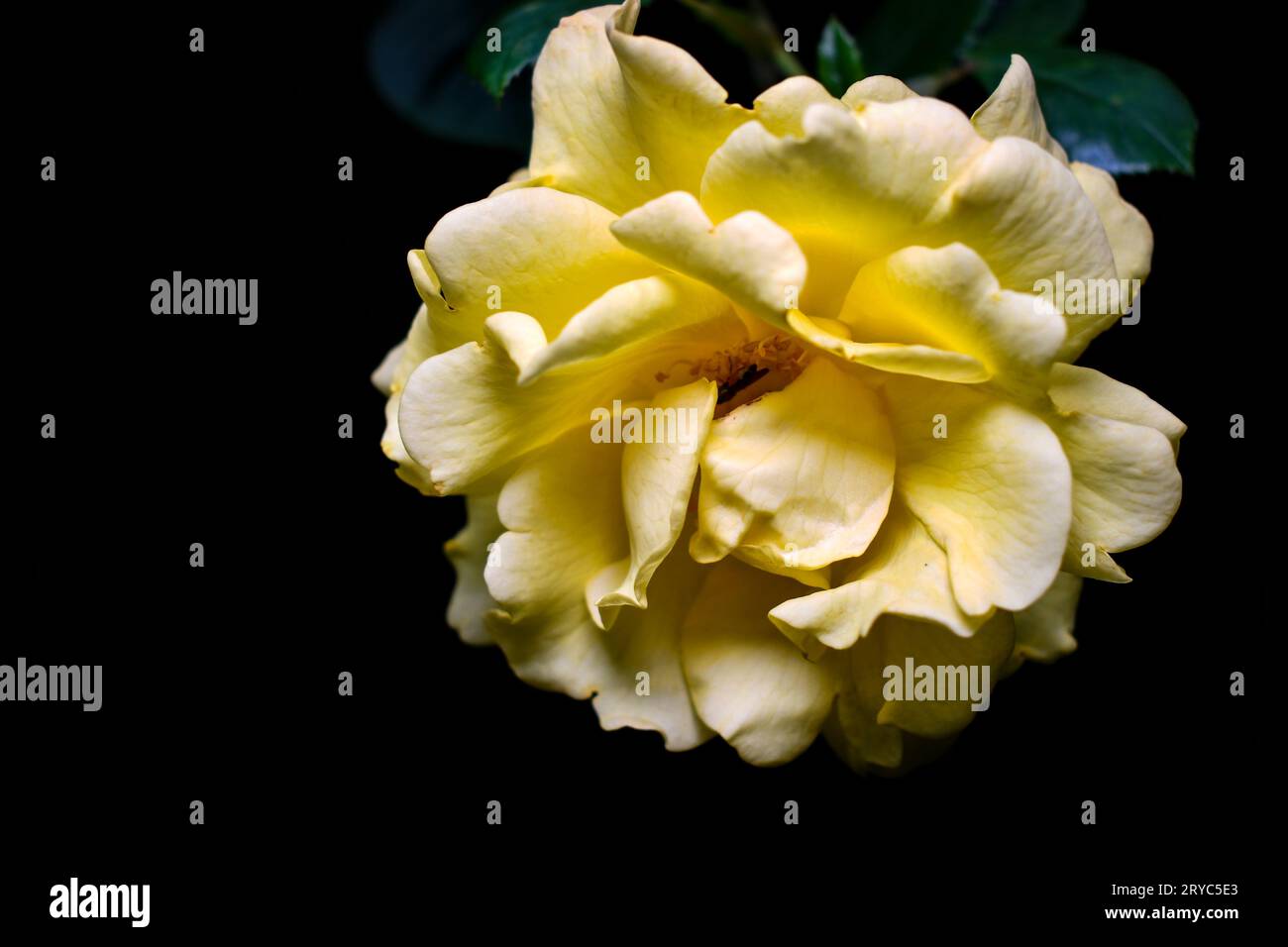 Rose plant features hi-res stock photography and images - Alamy