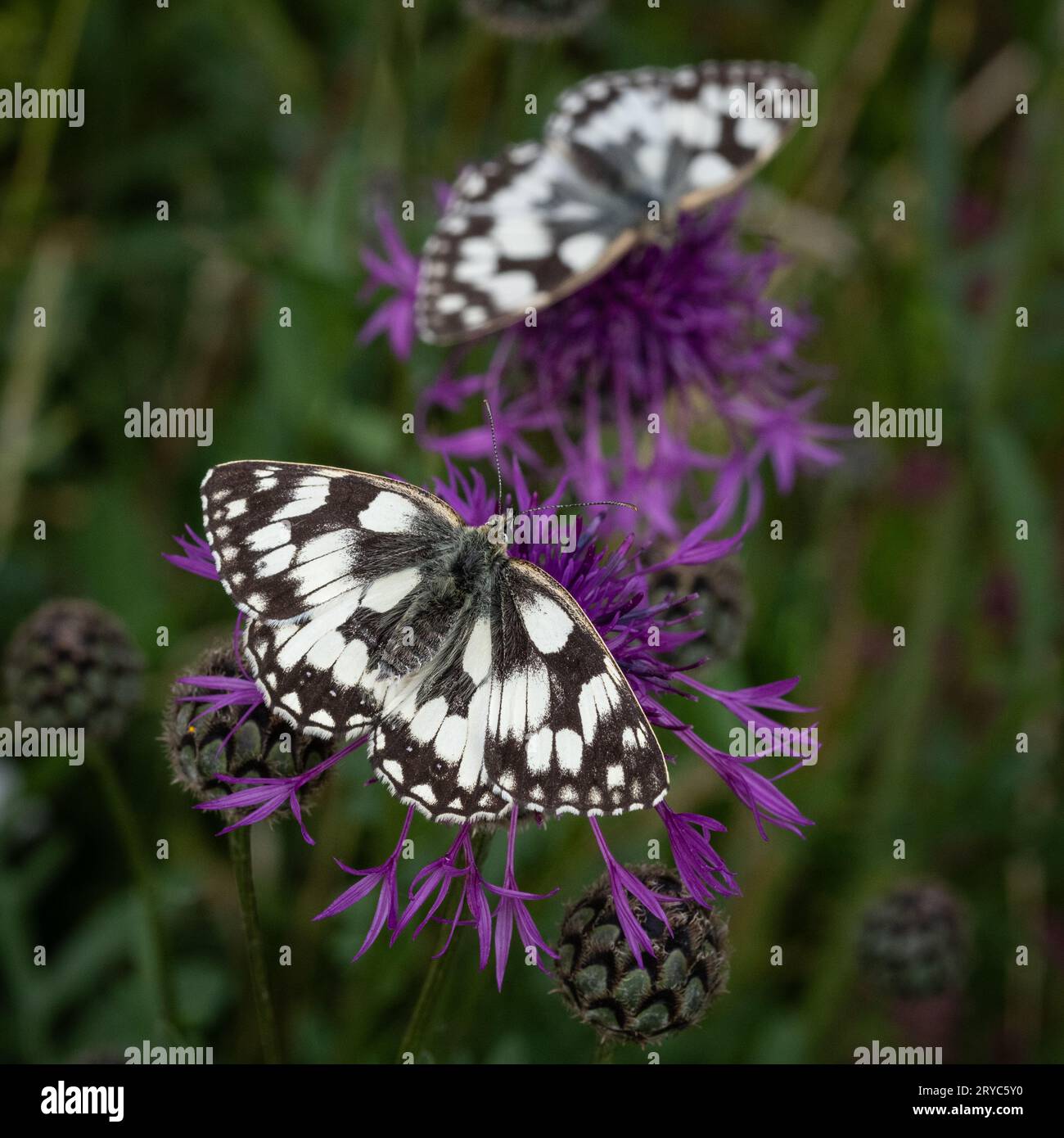 Marbled White Butterfly (Melanargia galathea Stock Photo - Alamy
