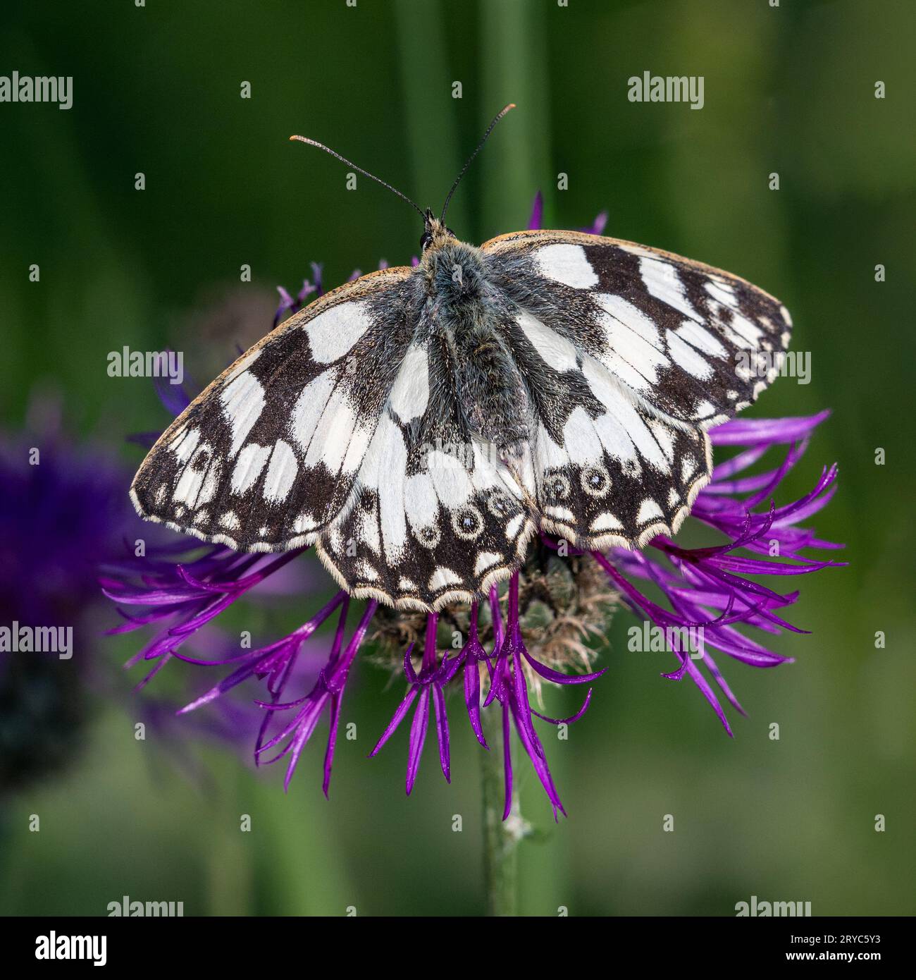 Marbled White Butterfly (Melanargia galathea Stock Photo - Alamy