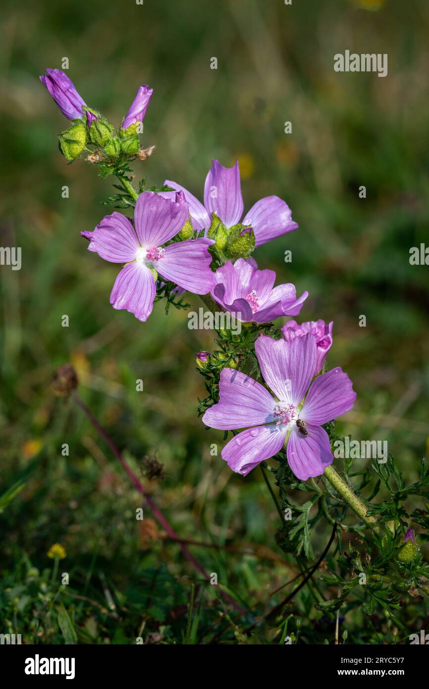 Musk Mallow (Malva moschata) flowering in Meadow Stock Photo - Alamy