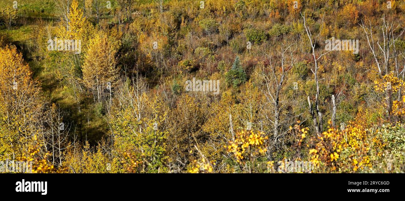 Bowmont park hi-res stock photography and images - Alamy