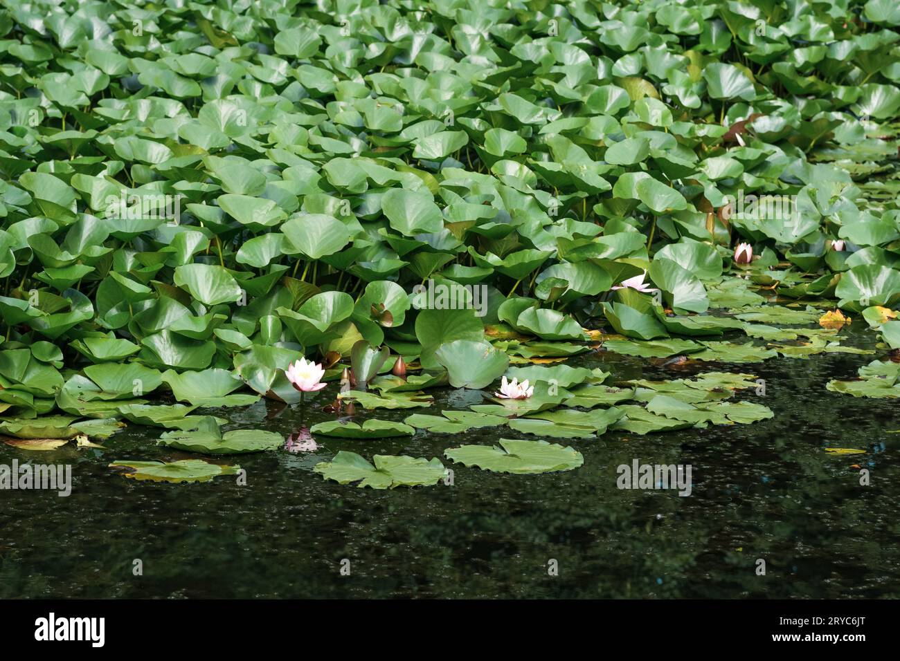 lotus leaves completely cover the surface of the water, pure flowers ...