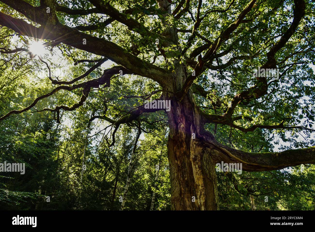 Old oak tree (Quercus) with a split trunk in the backlight, Bavaria ...