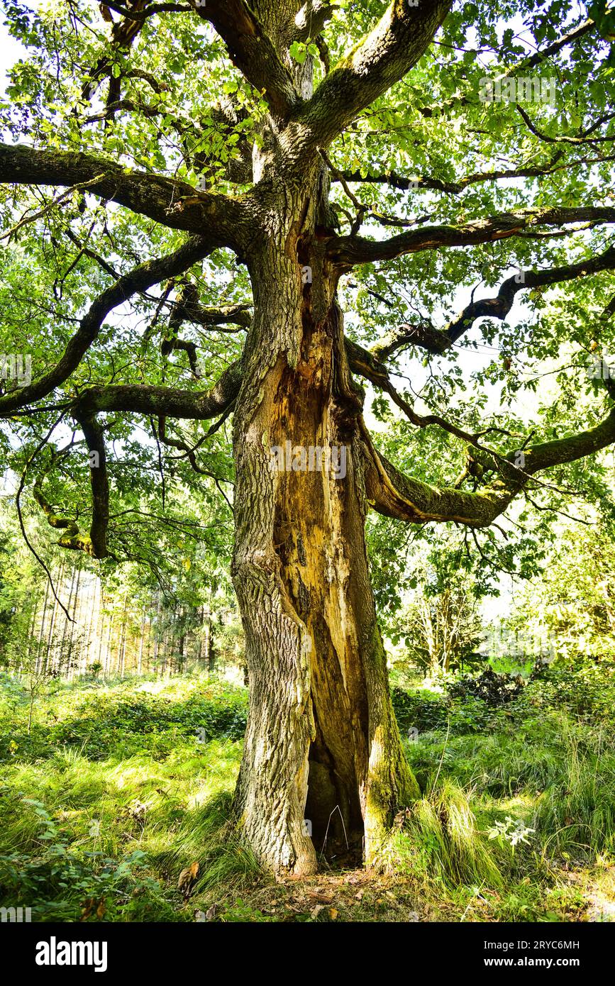 Old oak tree (Quercus) with split trunk, Bavaria, Germany, Europe Stock ...