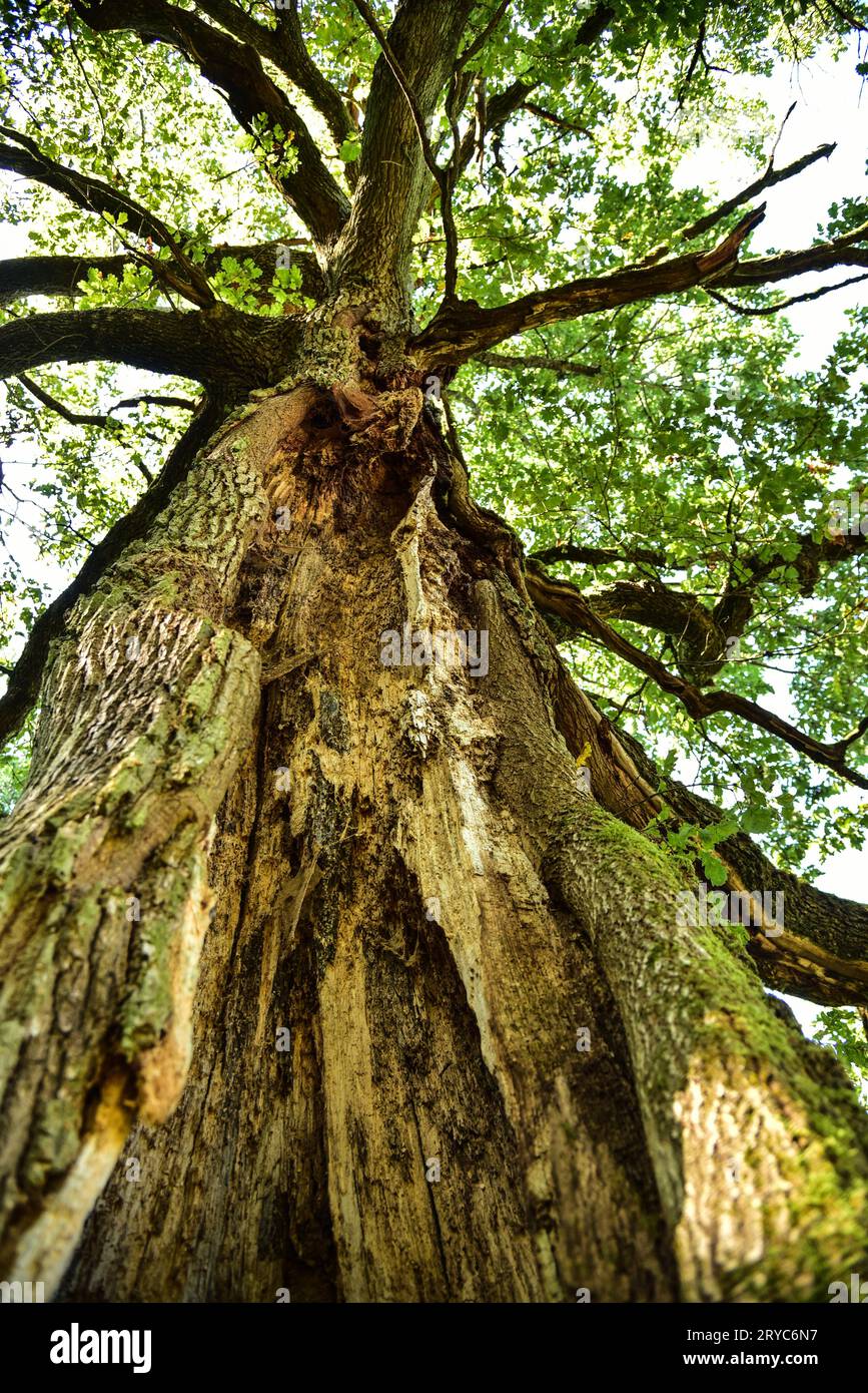 Old oak tree (Quercus) with split trunk, Bavaria, Germany, Europe Stock ...