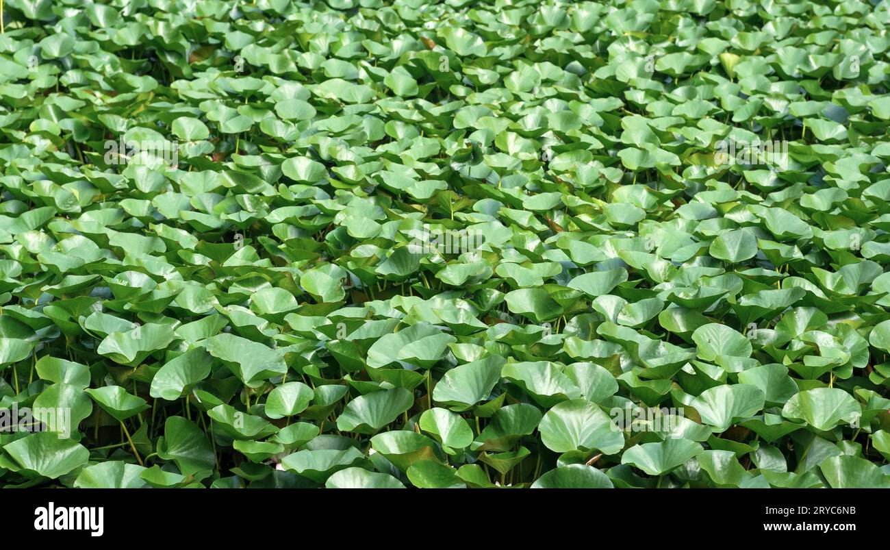 landscape: lotus leaves completely cover the surface of the water Stock ...
