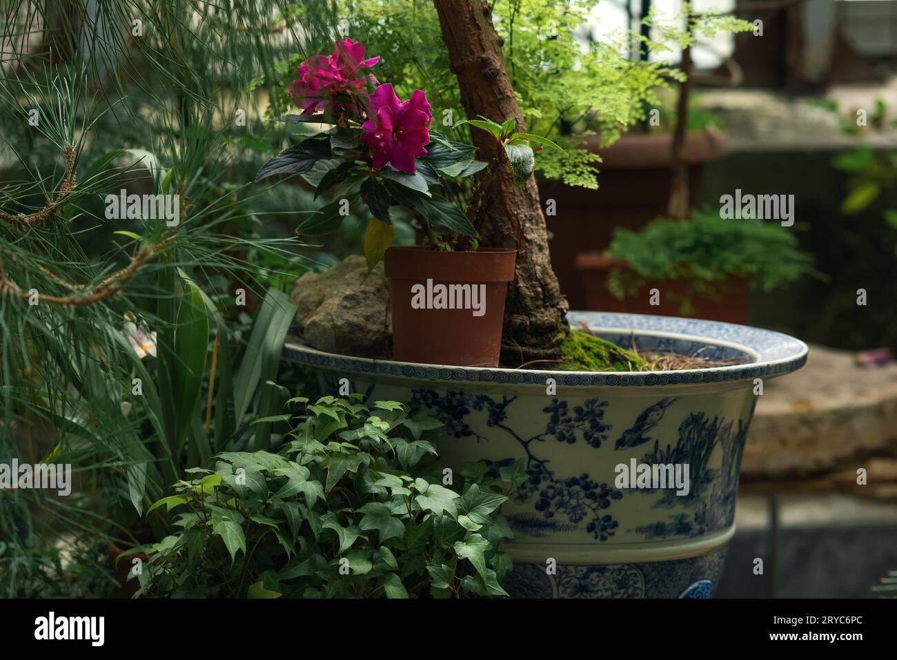 different tropical plants in an old greenhouse Stock Photo - Alamy