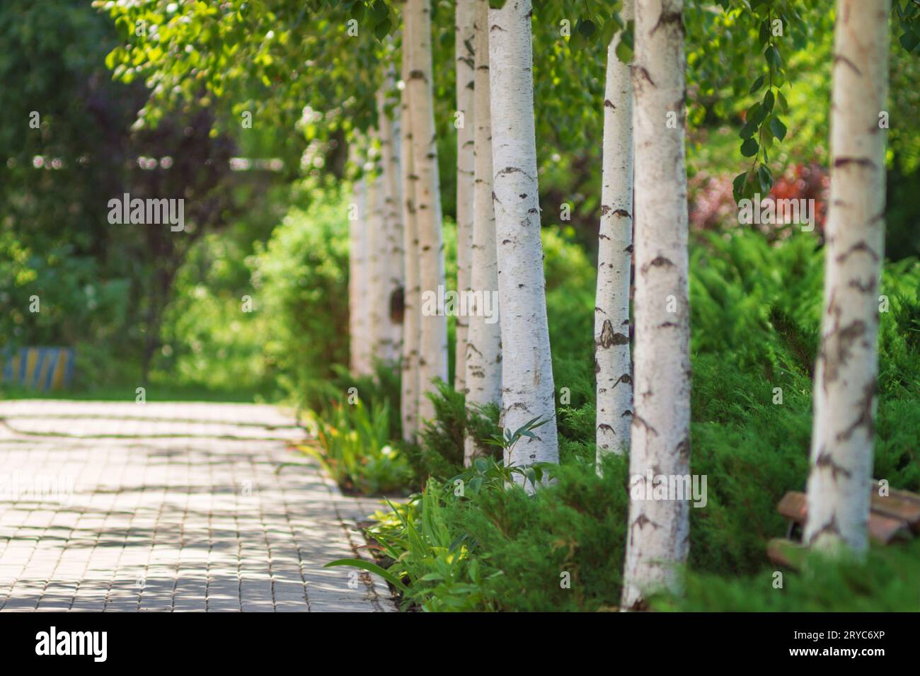 Birch forest russia hi-res stock photography and images - Alamy