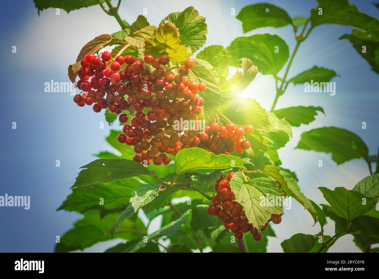 Rowan sunlight hi-res stock photography and images - Alamy