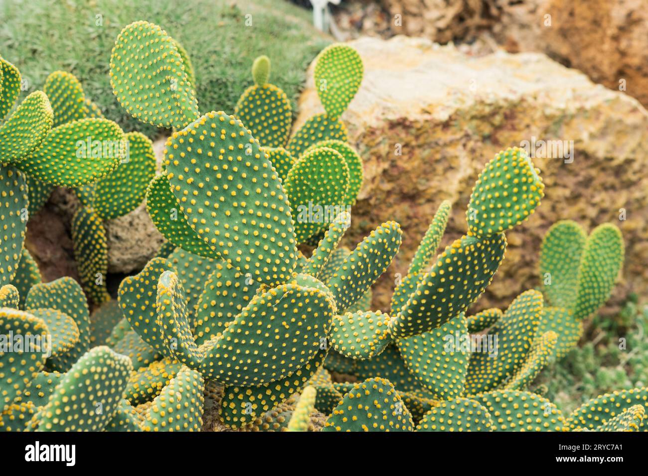 natural background - thickets of prickly pear cactus with yellow spines ...