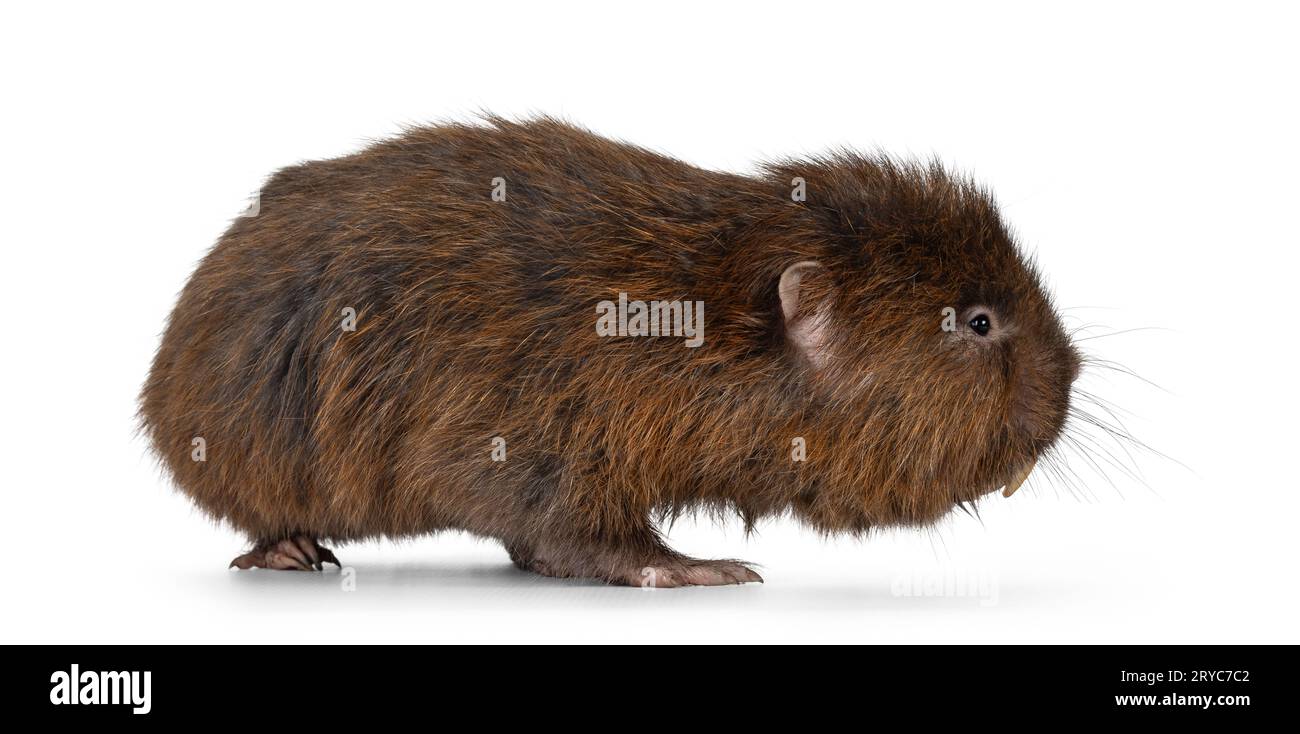 Senior Bamboo rat aka Cannomys badius, standing side ways. Looking to ...