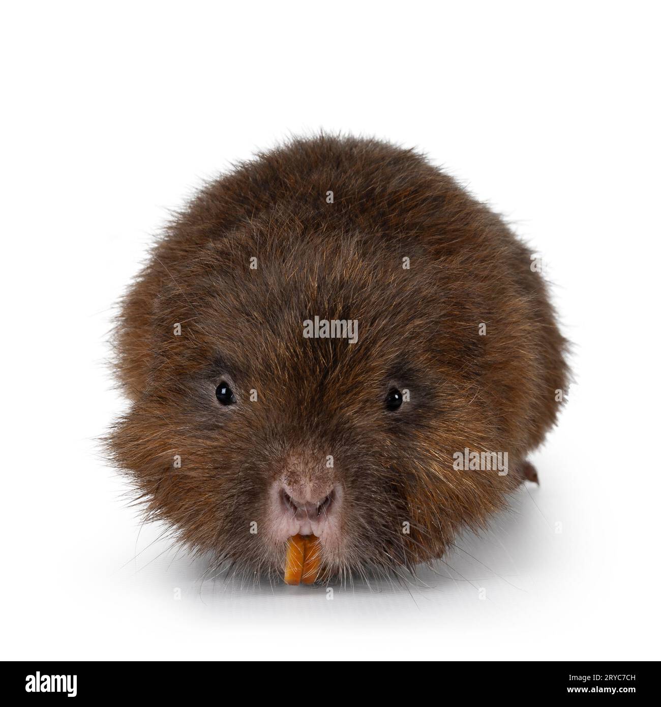 Senior Bamboo rat aka Cannomys badius, standing facing front. Looking ...