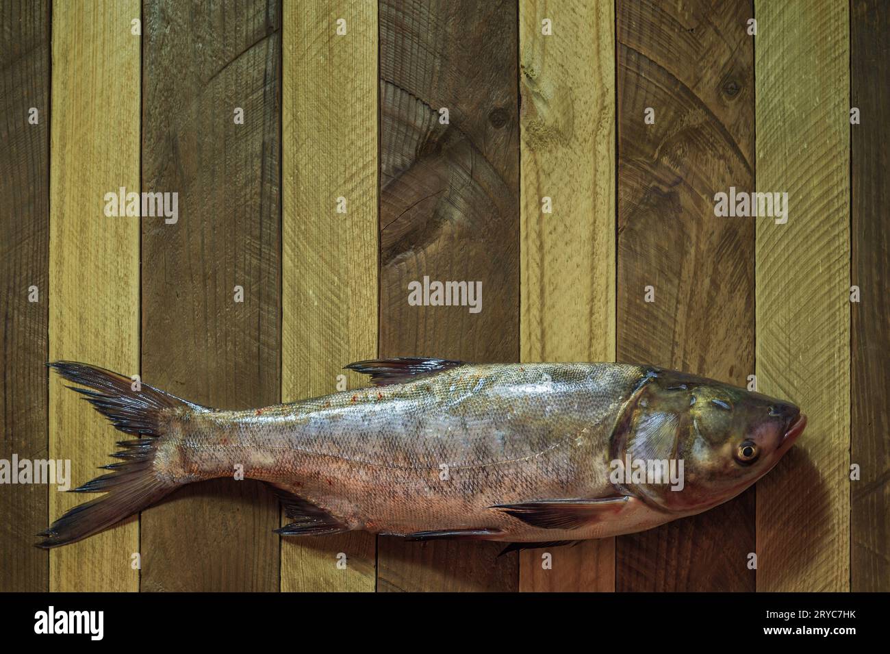 Silver carp hi-res stock photography and images - Alamy