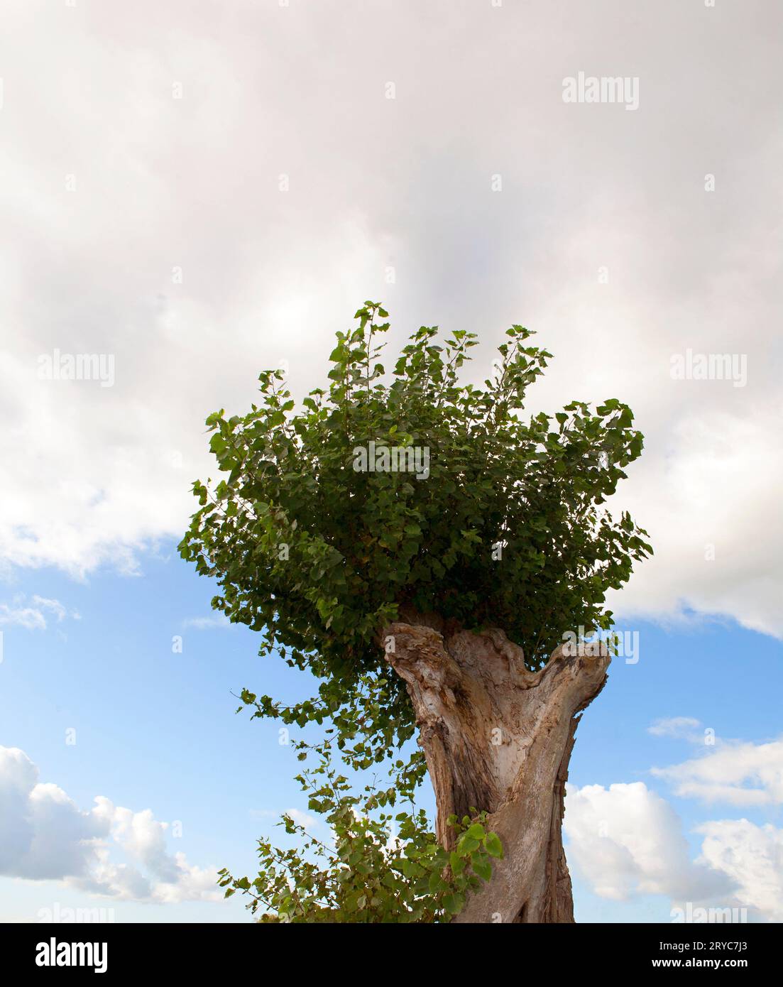 Pruned willow tree hi-res stock photography and images - Alamy