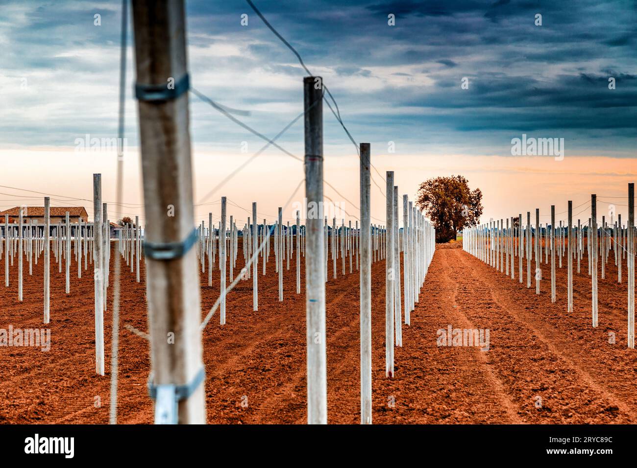 Rows of precast poles to support fruit trees Stock Photo - Alamy