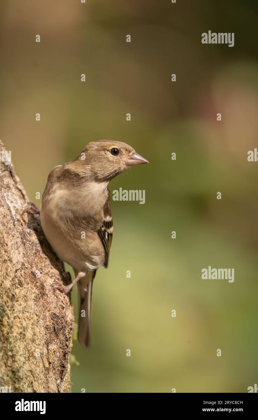 Chaffinch song hi-res stock photography and images - Alamy