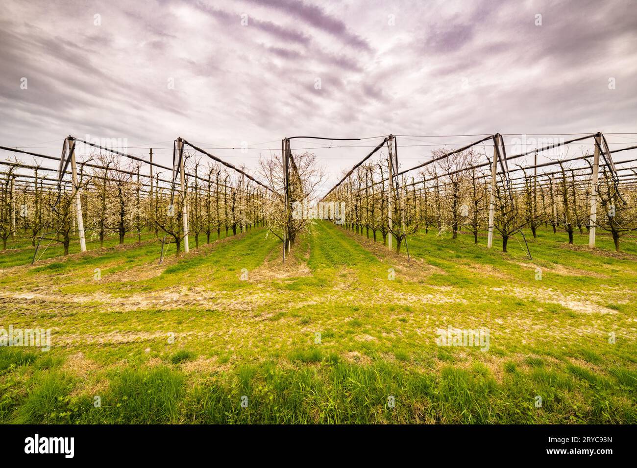 Geometries of orchards in bloom Stock Photo - Alamy