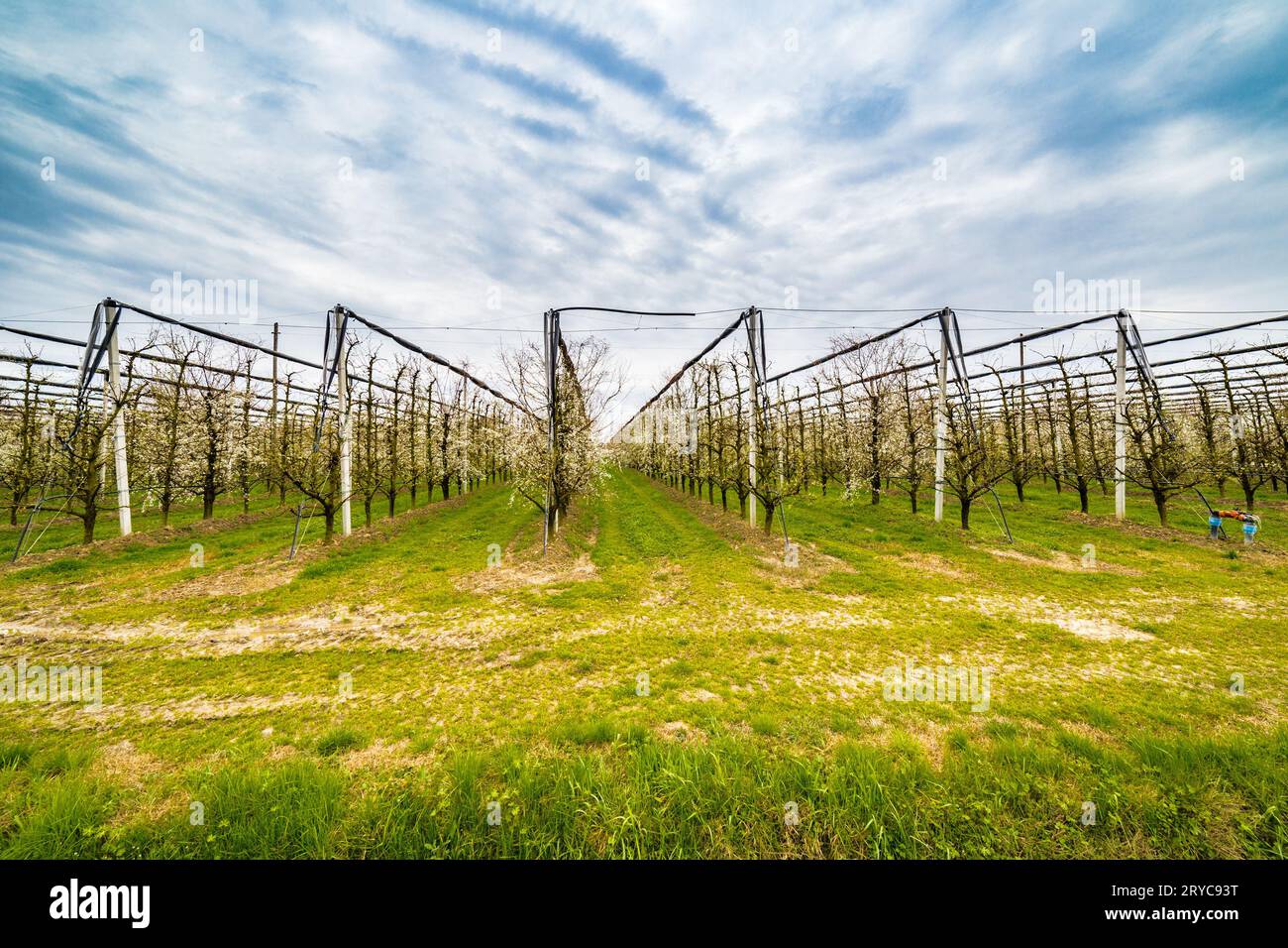 Modern bloom hi-res stock photography and images - Alamy