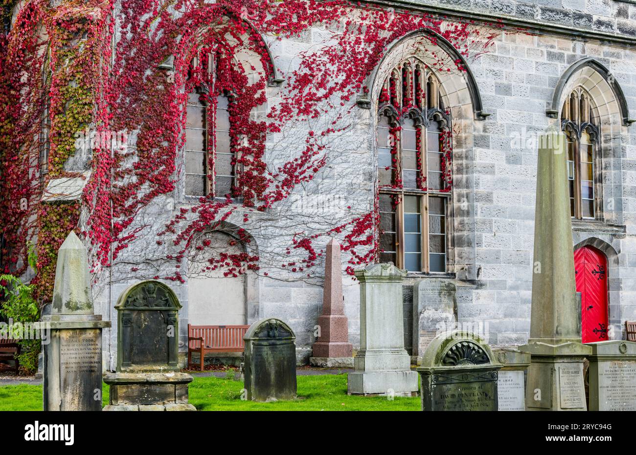 Autumn red ivy gorwing on wall of Liberton Kirk or Church with red door ...