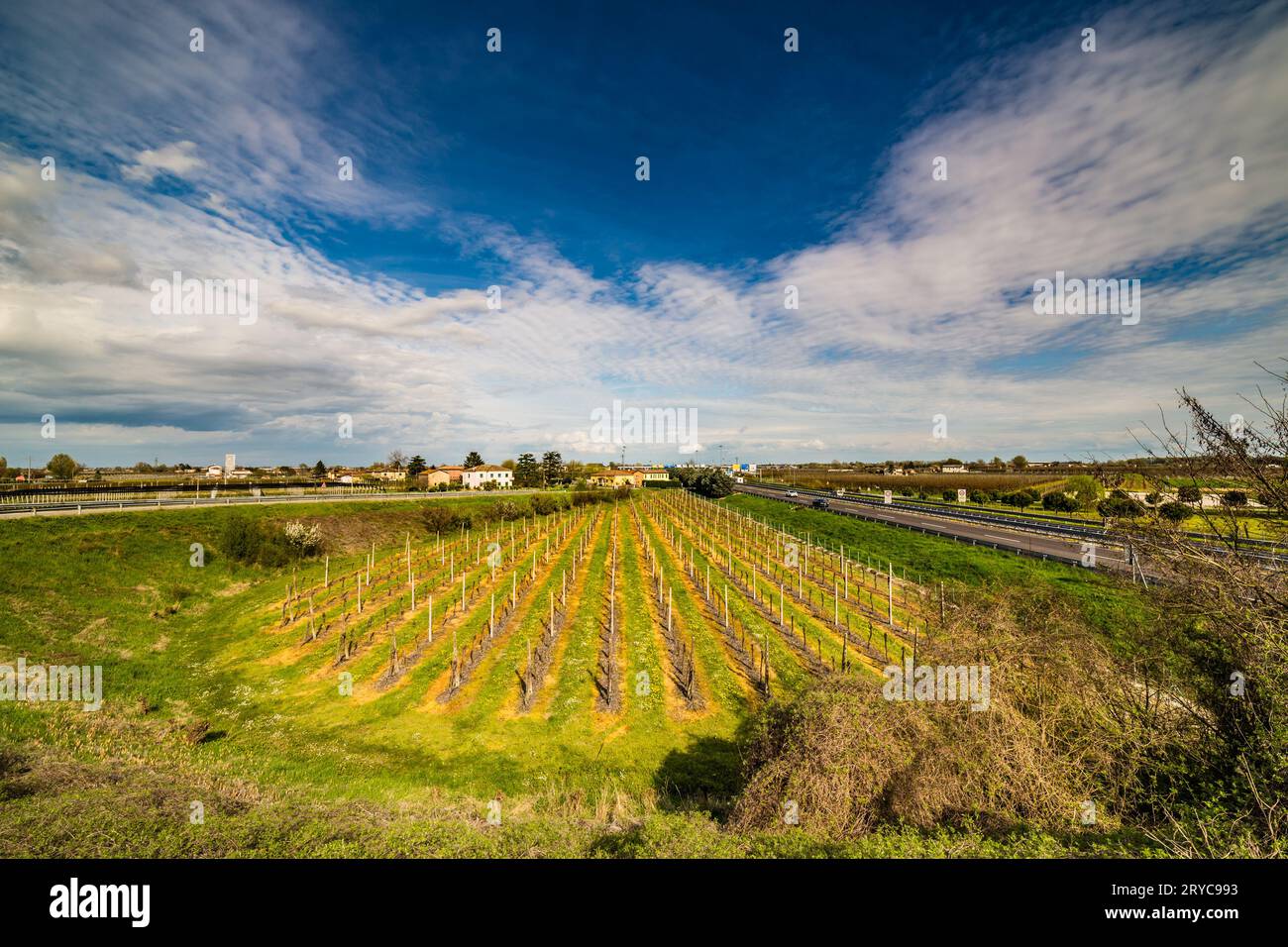Green orchard rows fruit hi-res stock photography and images - Alamy