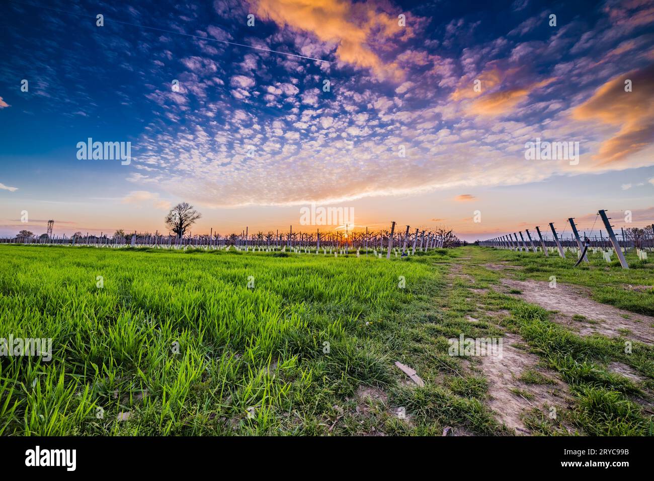 Cultivation fruit trees in hi-res stock photography and images - Alamy