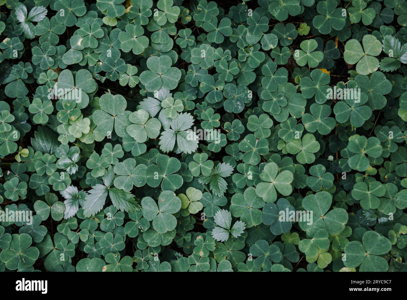 Creeping wood-sorrel or Oxalis corniculata decoration garss leaf ...