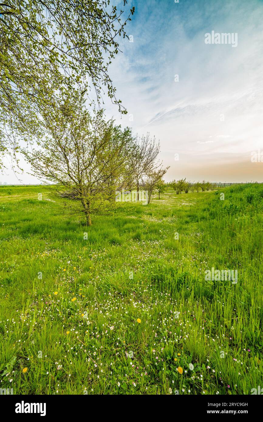 Countryside trees hi-res stock photography and images - Alamy
