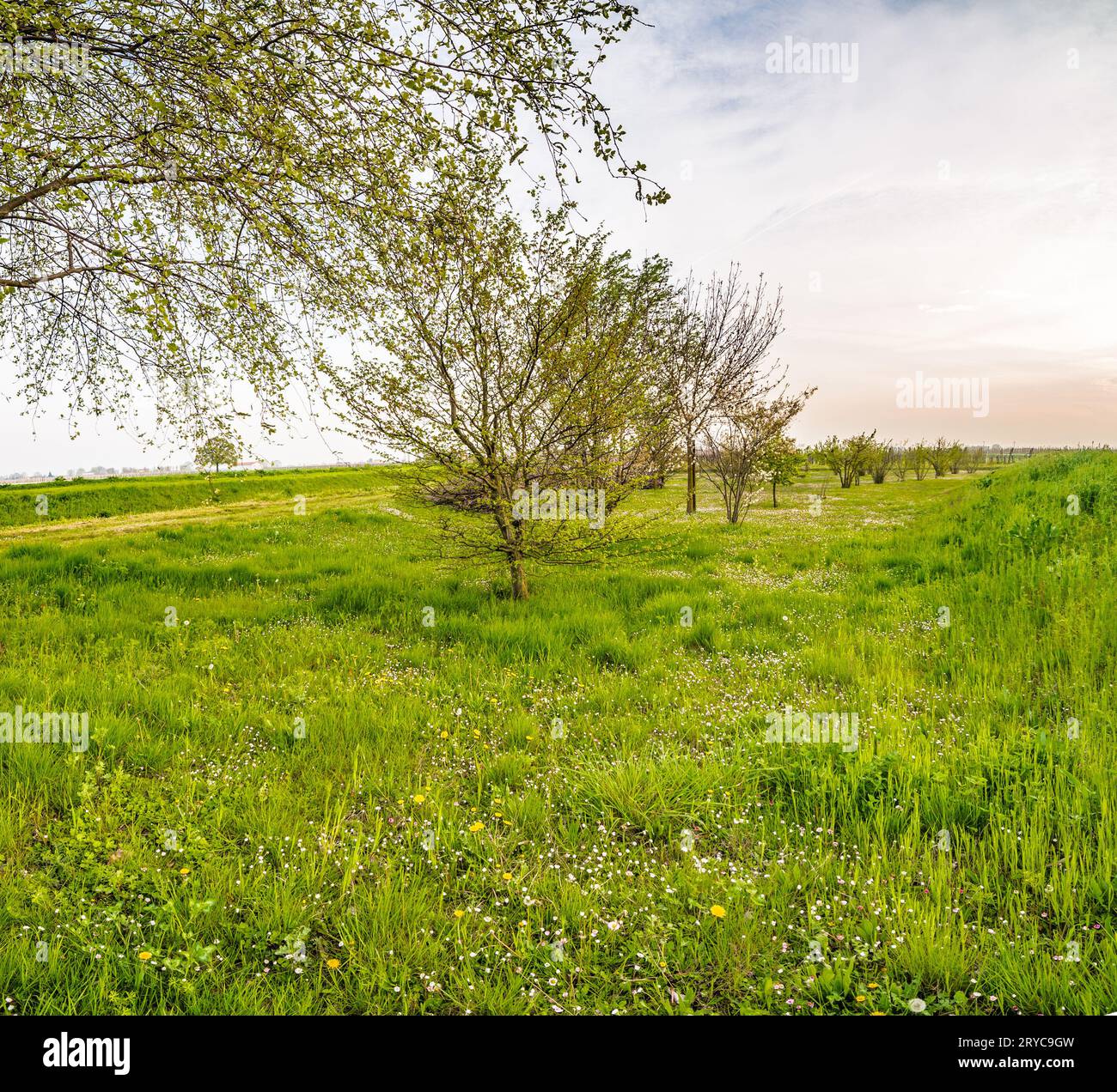 Countryside trees hi-res stock photography and images - Alamy